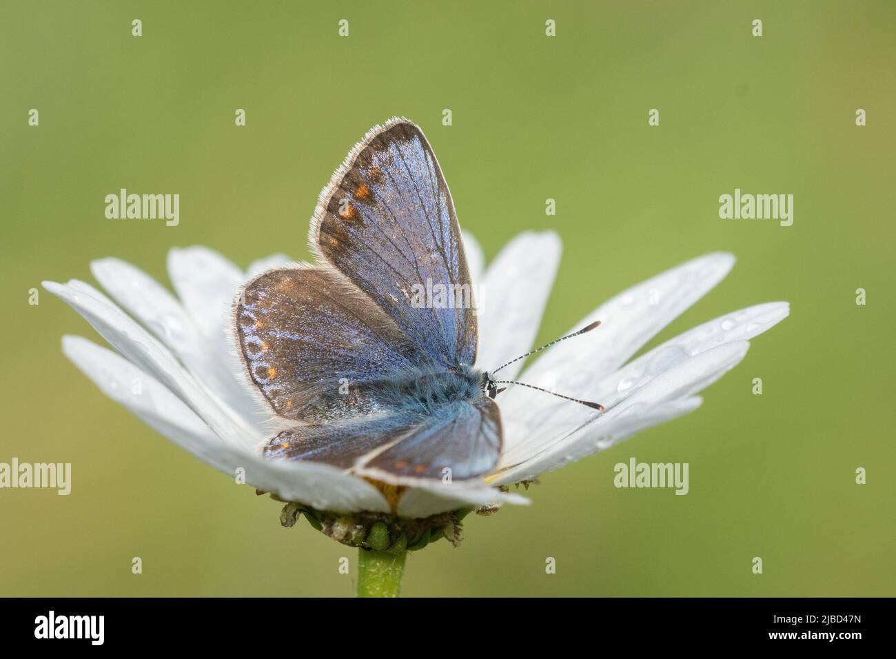 Very old butterfly hi-res stock photography and images - Alamy