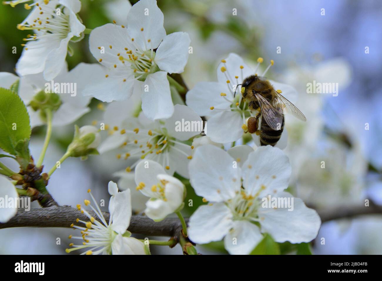 Bee among thousands of Prunus cerasifera blossoms Stock Photo - Alamy