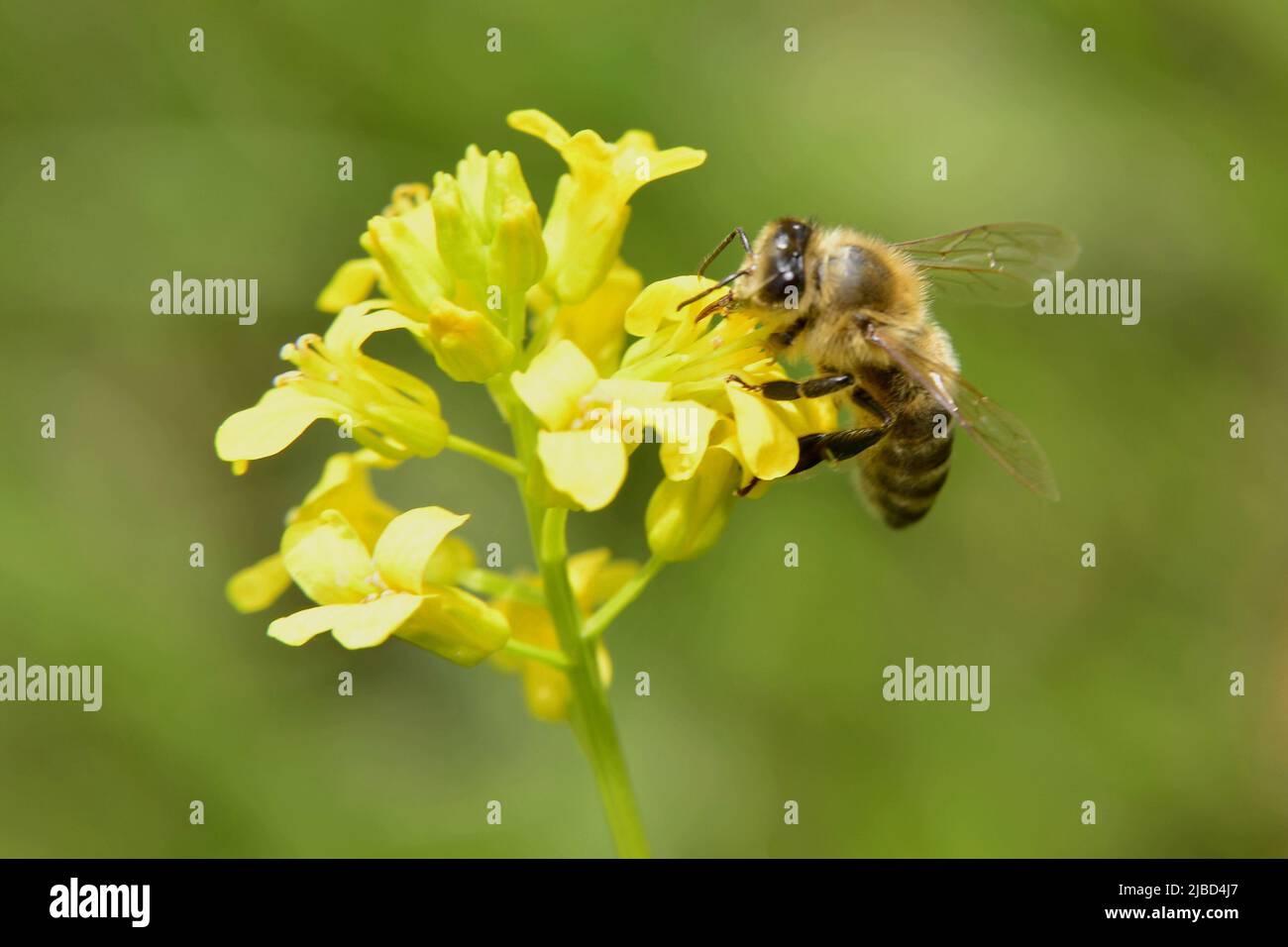 Insects on rapeseed hi-res stock photography and images - Alamy
