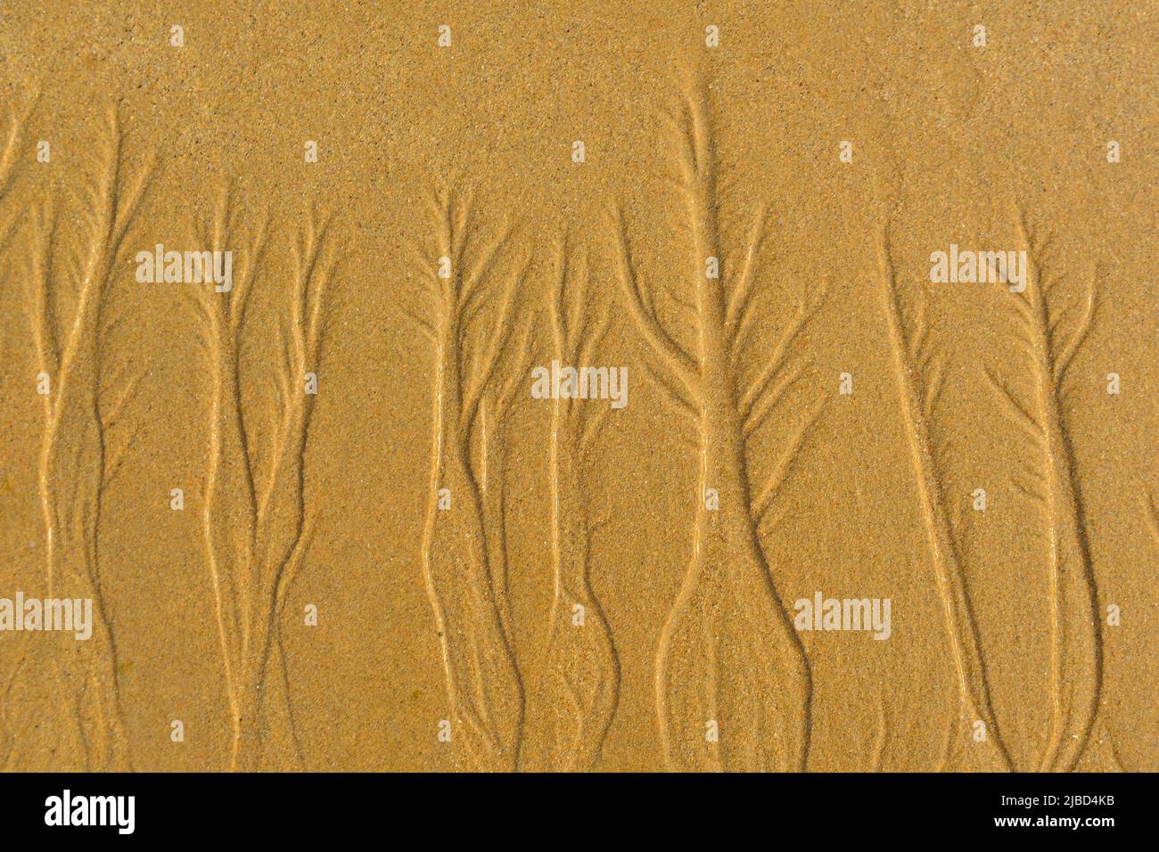 Natural drawings on the sand Stock Photo - Alamy
