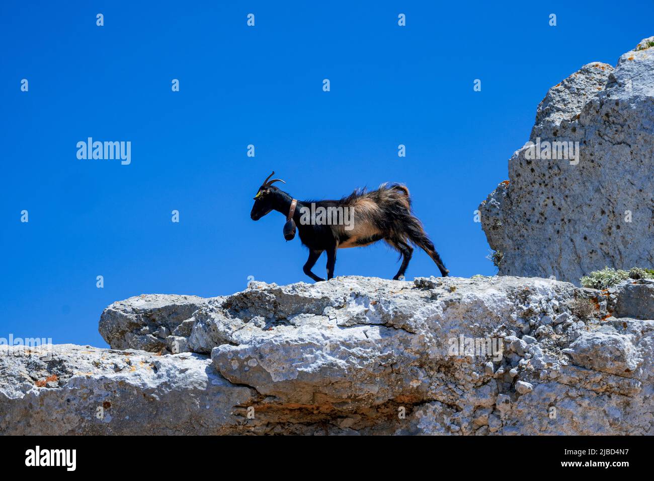 Black domestic goat in Greece Stock Photo - Alamy
