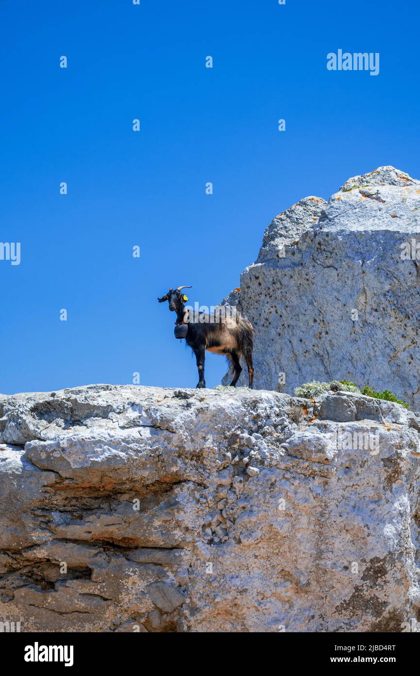Black domestic goat in Greece Stock Photo - Alamy