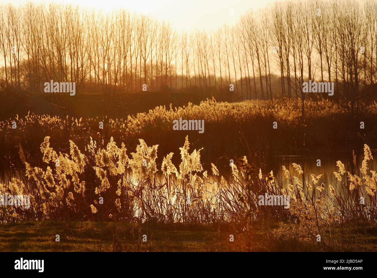 Winter sunset at the Nature Reserve Stock Photo - Alamy