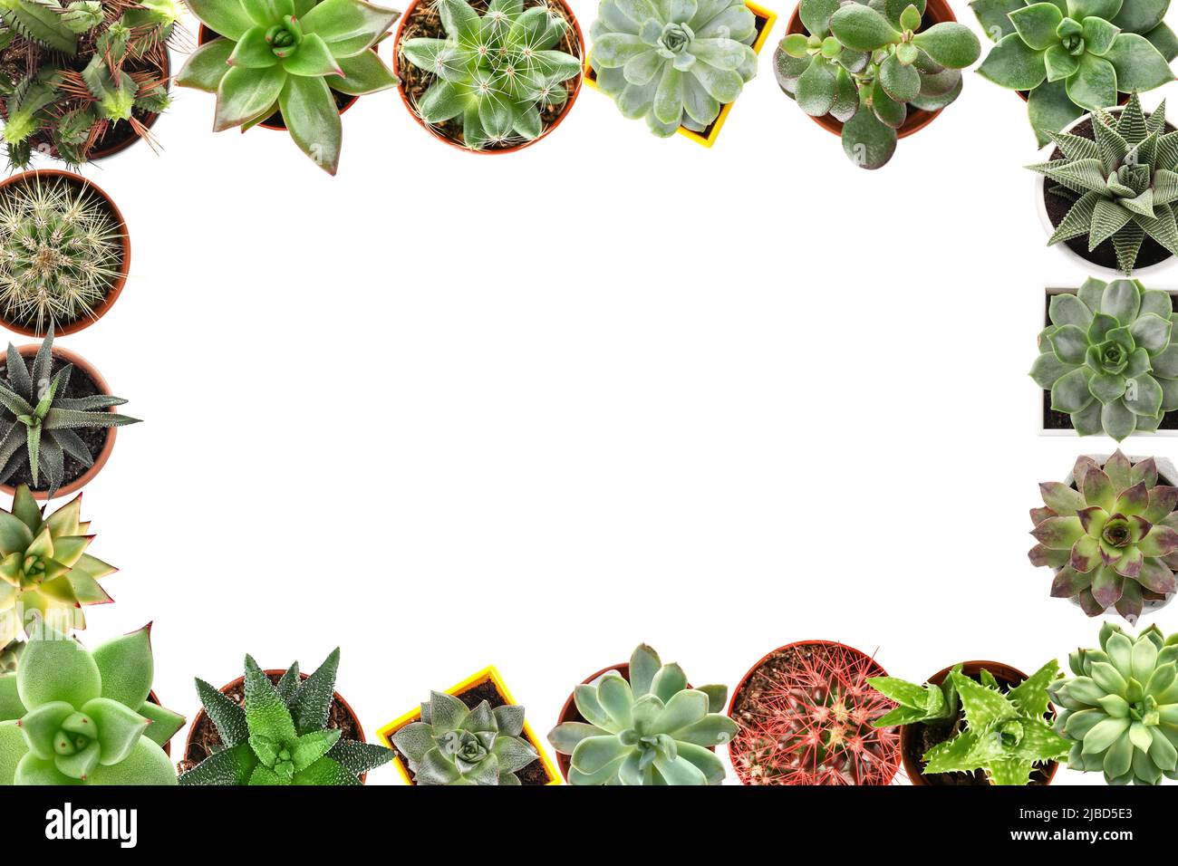 Frame made of different succulents on white background, top view Stock ...
