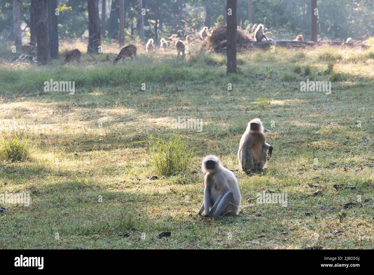 Monkey social structure hi-res stock photography and images - Alamy