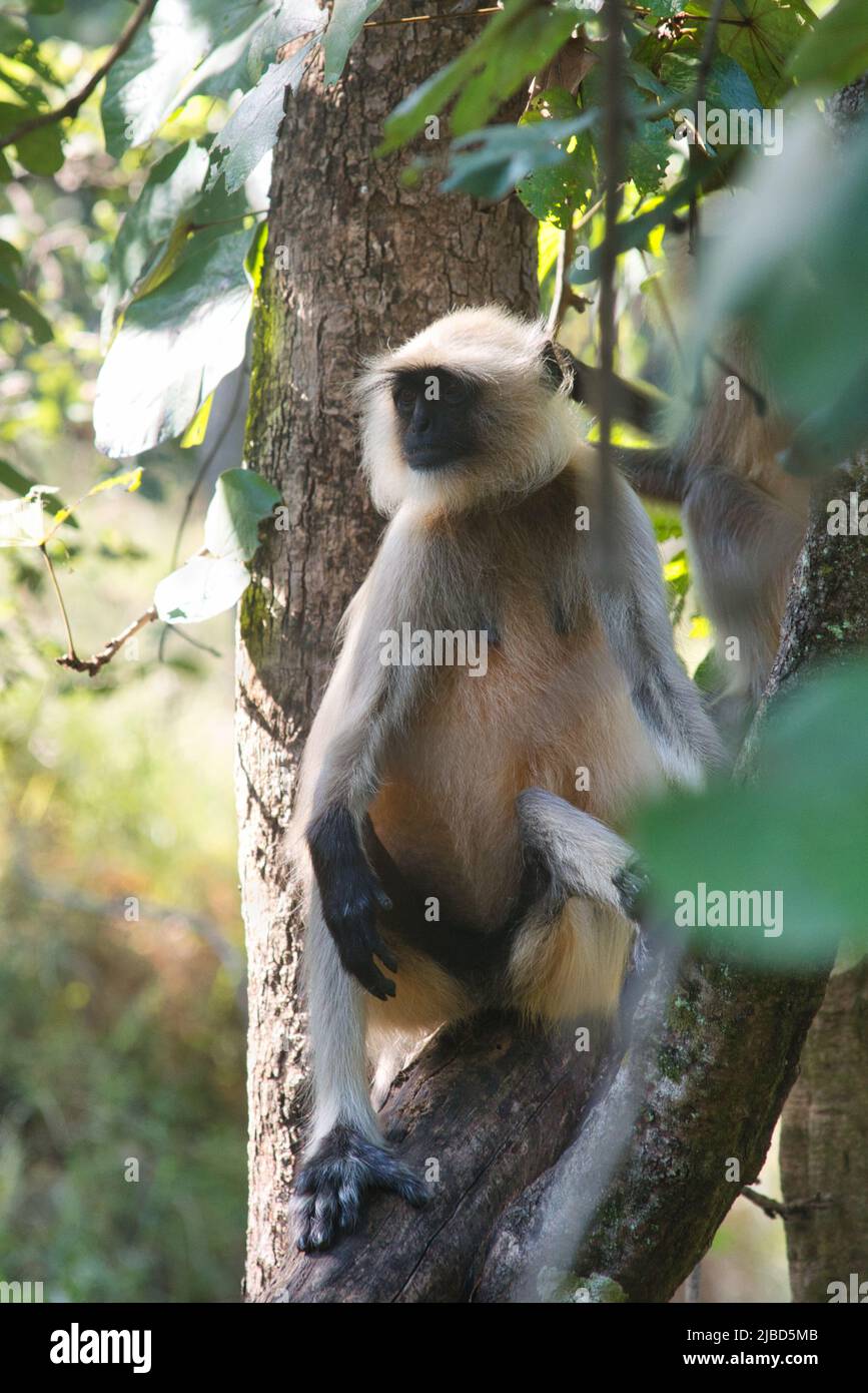 Monkey social structure hi-res stock photography and images - Alamy