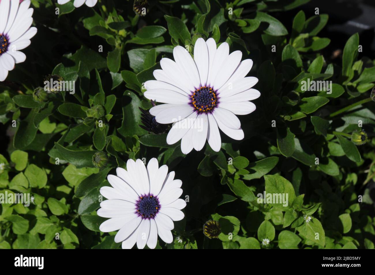 Kastrup/Copenhagen/Denmark/05June 2022/Whiote daisy flowers in Kastrup ...