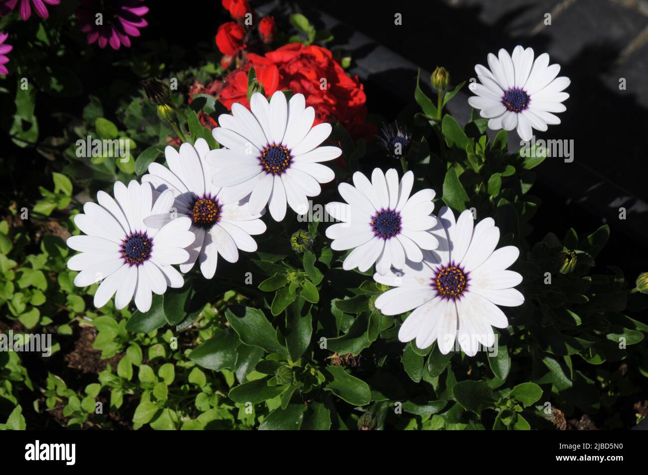 Kastrup/Copenhagen/Denmark/05June 2022/Whiote daisy flowers in Kastrup ...