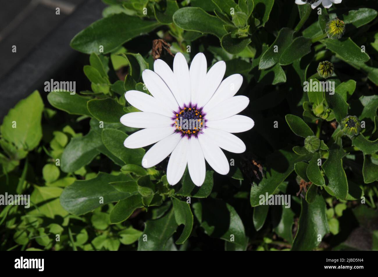 Kastrup/Copenhagen/Denmark/05June 2022/Whiote daisy flowers in Kastrup ...