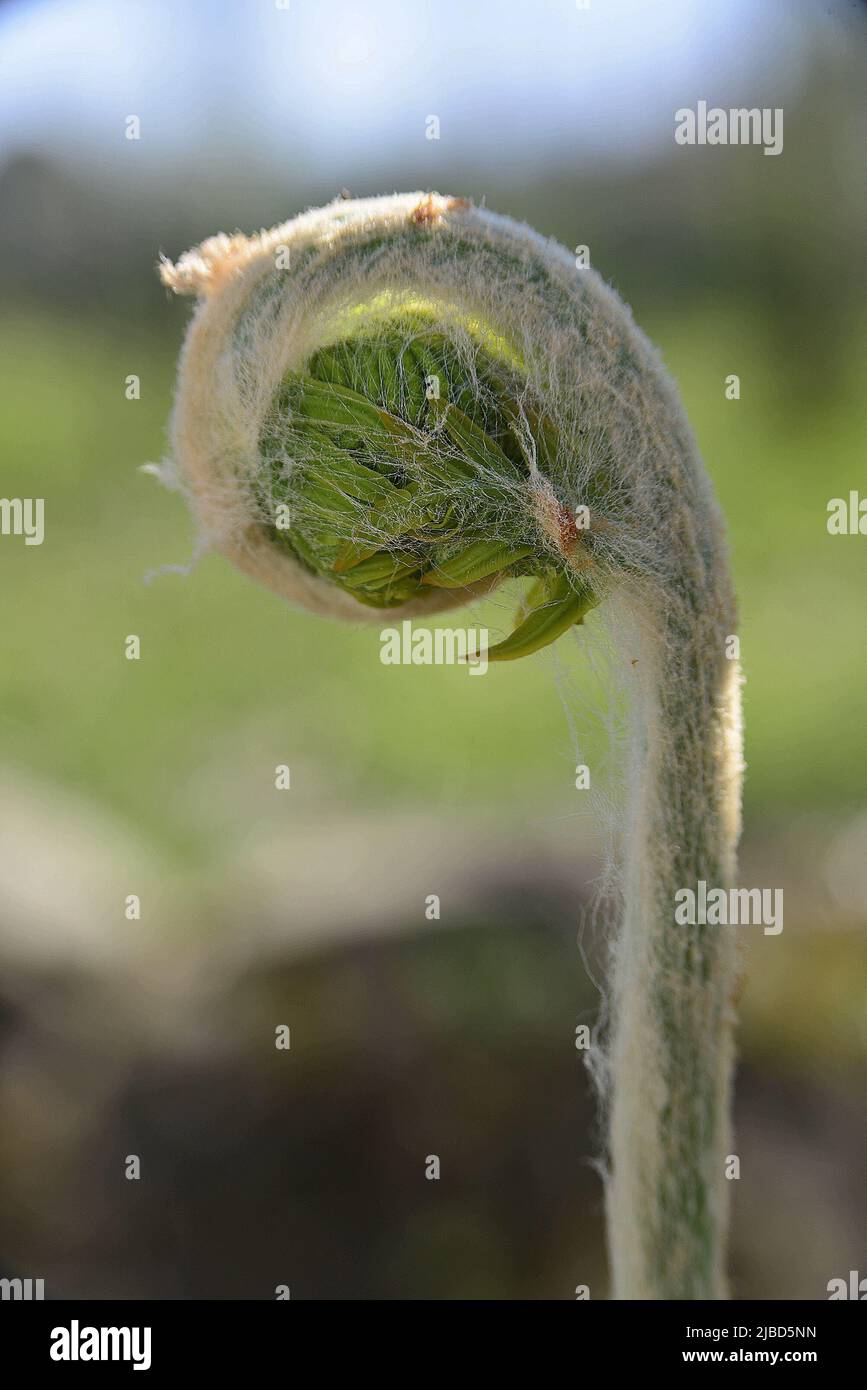Early spring fern shoots Stock Photo - Alamy
