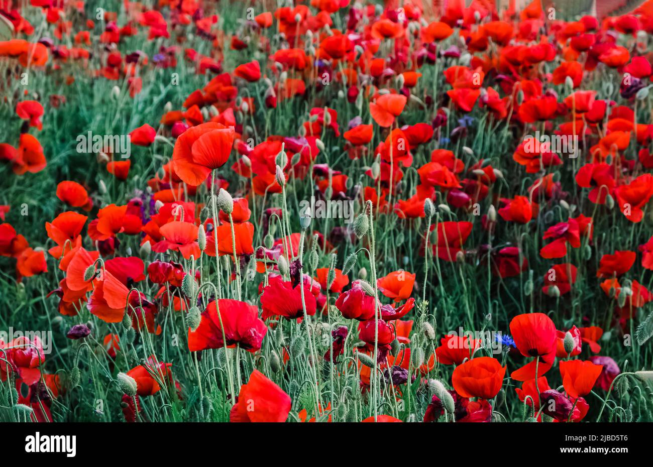Beautiful red poppy flowers on the meadow. Summer background Stock ...