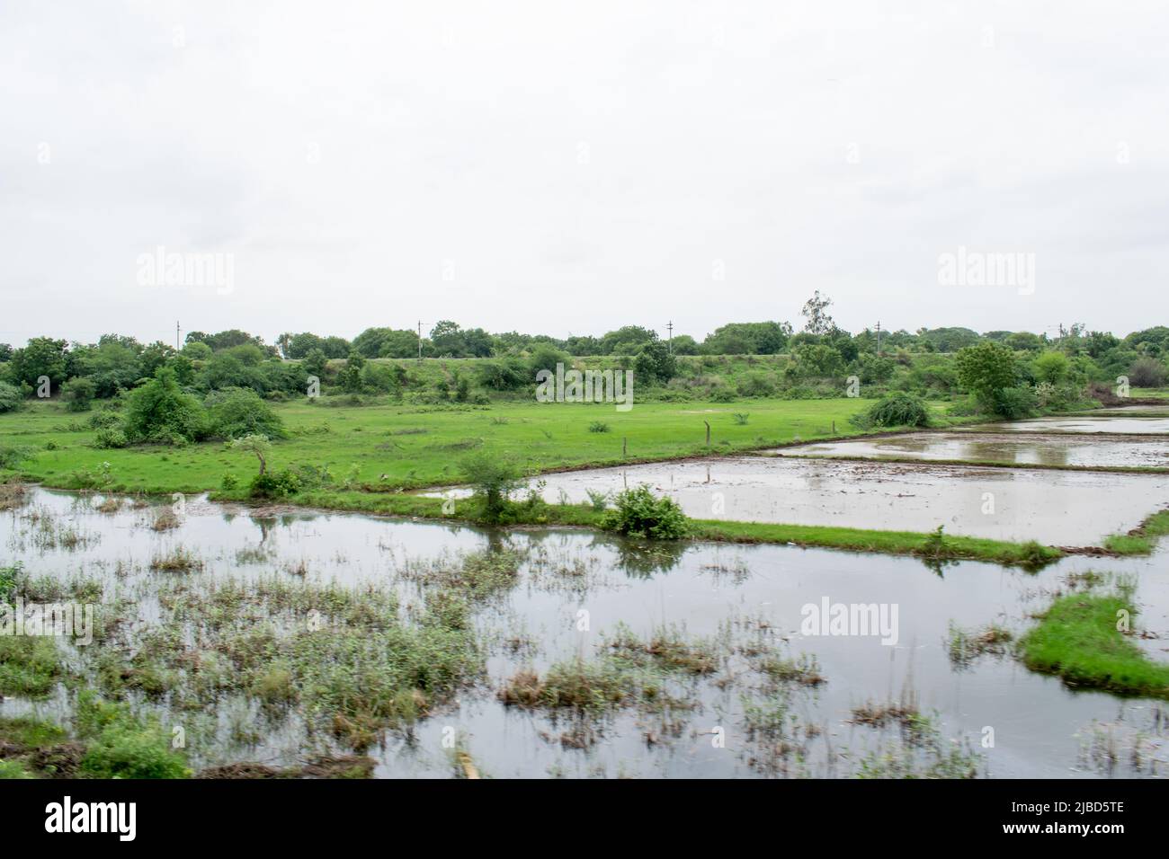 paddy field filled with water in India Stock Photo - Alamy