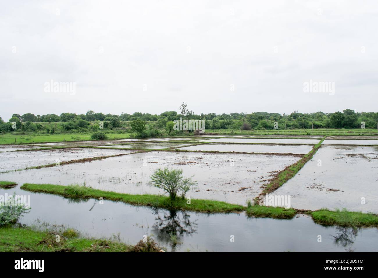 paddy field filled with water in India Stock Photo - Alamy