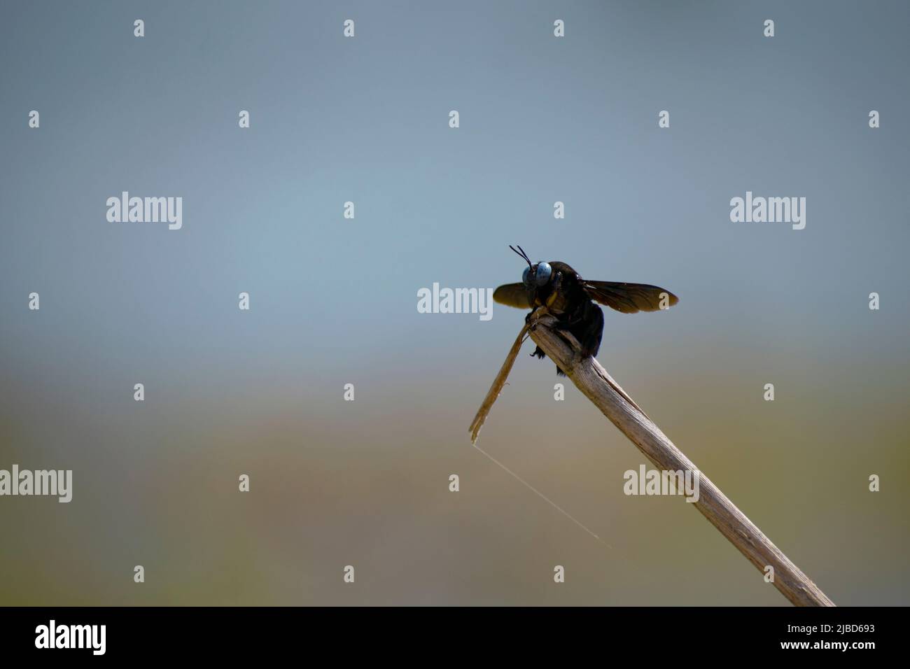 Carpenter bee macro photography hi-res stock photography and images - Alamy