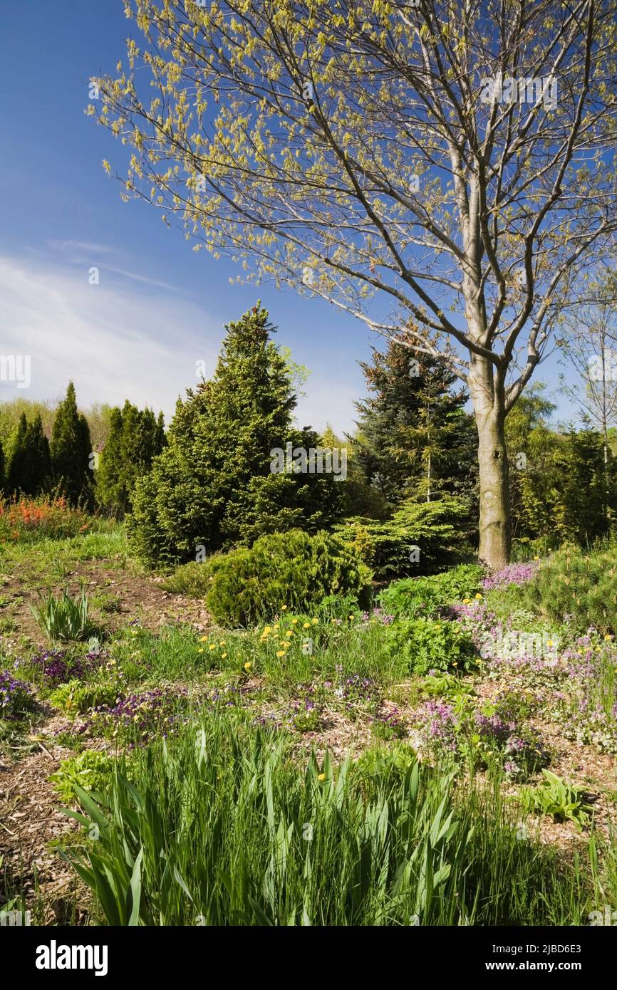 Evergreen shrubs garden border hi-res stock photography and images - Alamy