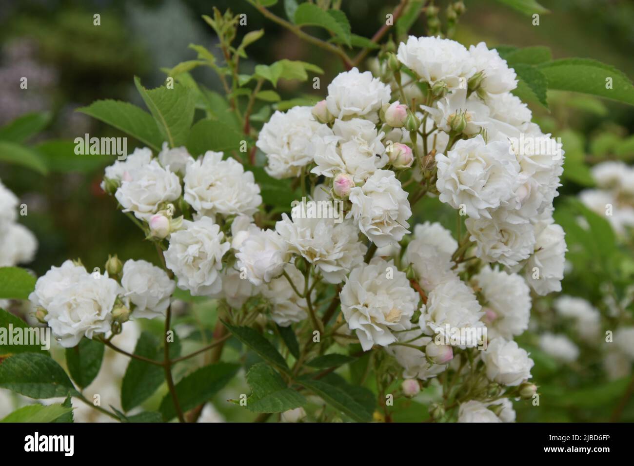 Rosa de maria hi-res stock photography and images - Alamy