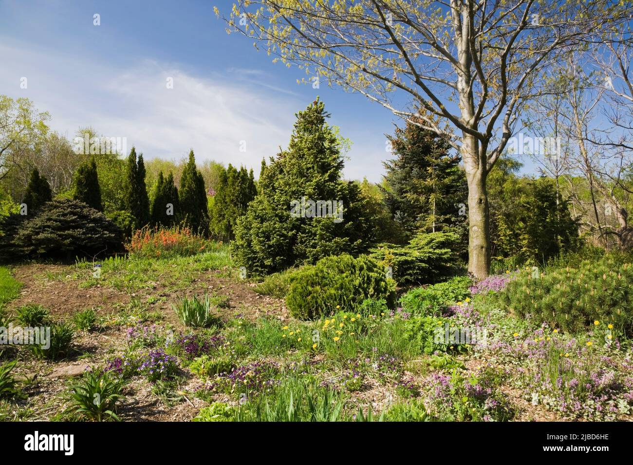 Quercus rubra - Red Oak tree and mixed flowers, shrubs and evergreen ...