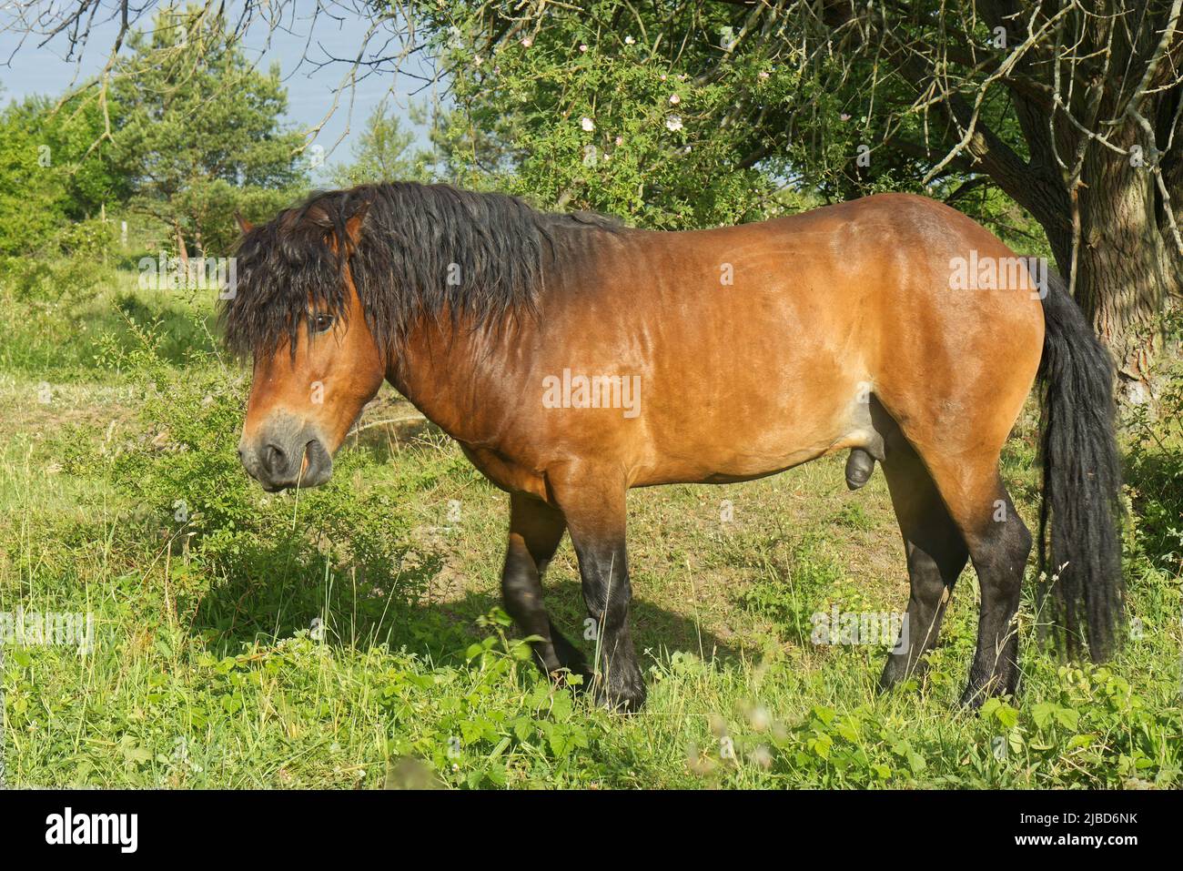 Stallion spring hi-res stock photography and images - Alamy