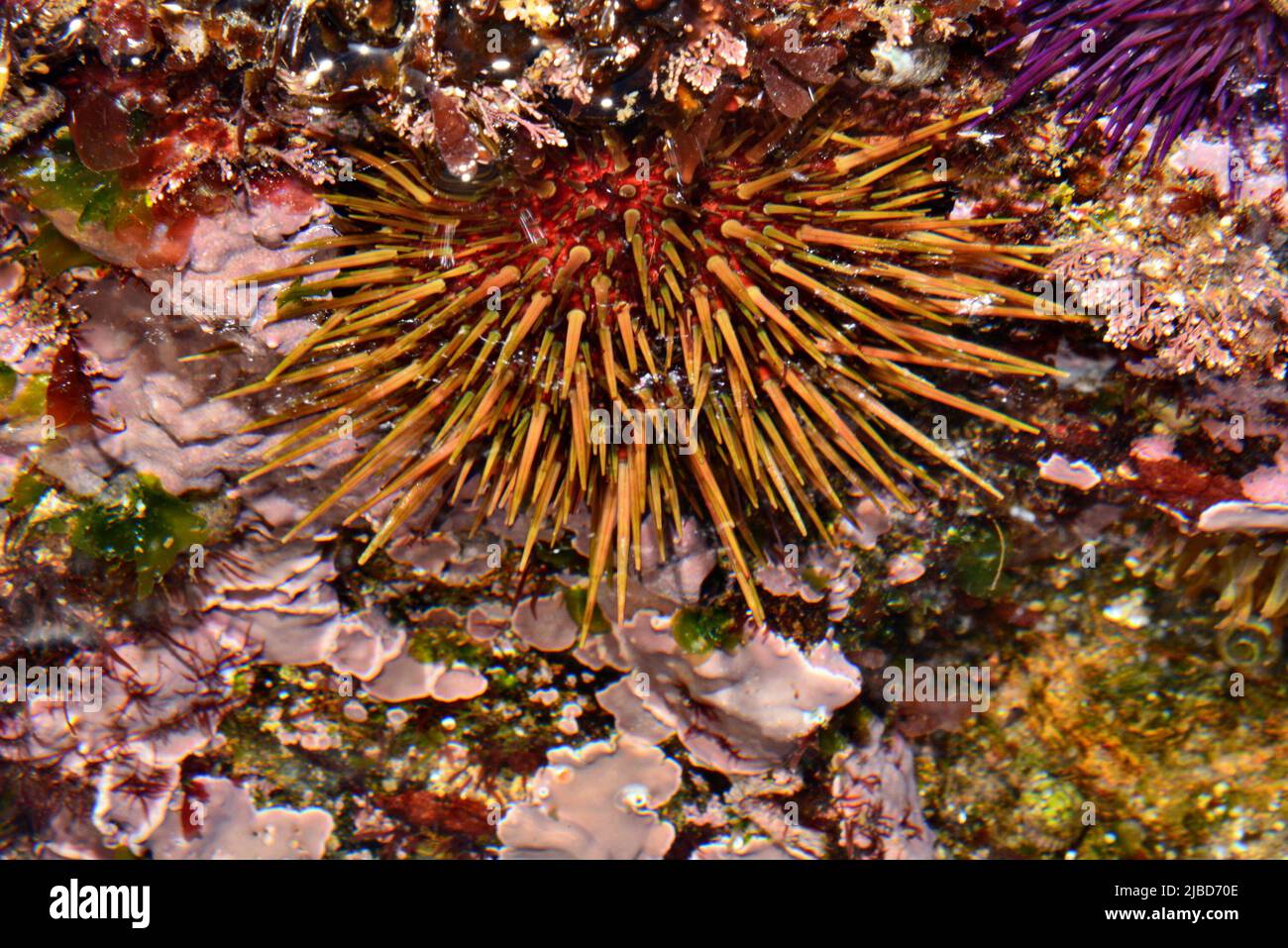 Sea urchin in its natural habitat Stock Photo - Alamy