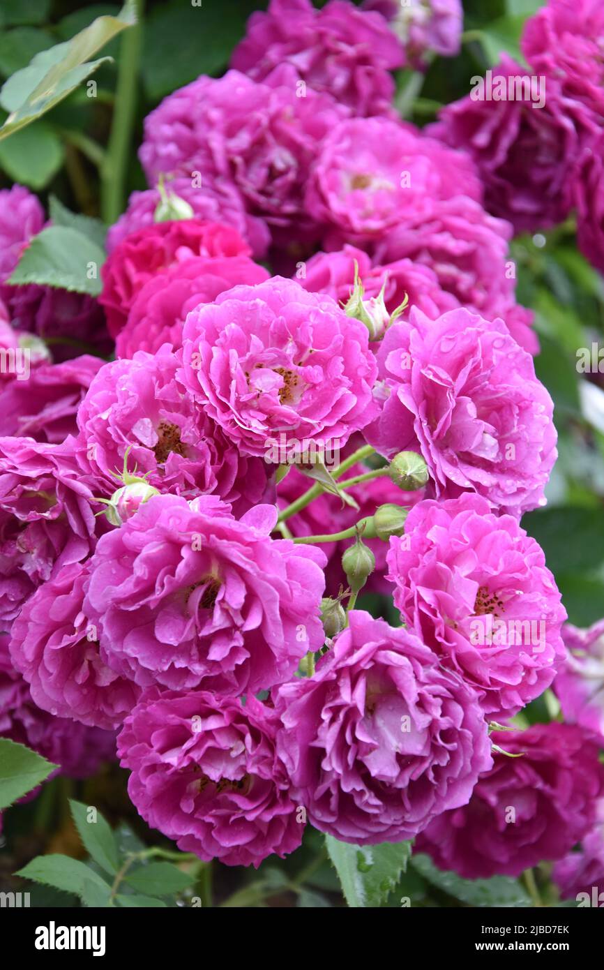 Rosa Rosengarten Zweibrucken Stock Photo - Alamy