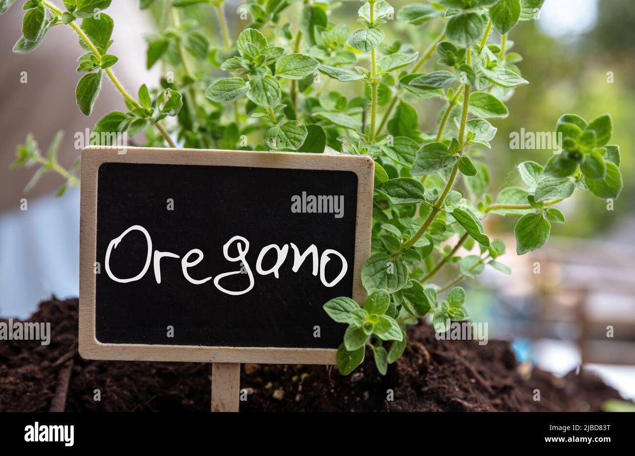 Oregano culinary herb, aromatic and therapeutic plant and text label ...