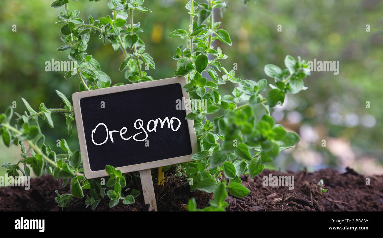 Oregano culinary herb, aromatic and therapeutic plant and text label ...