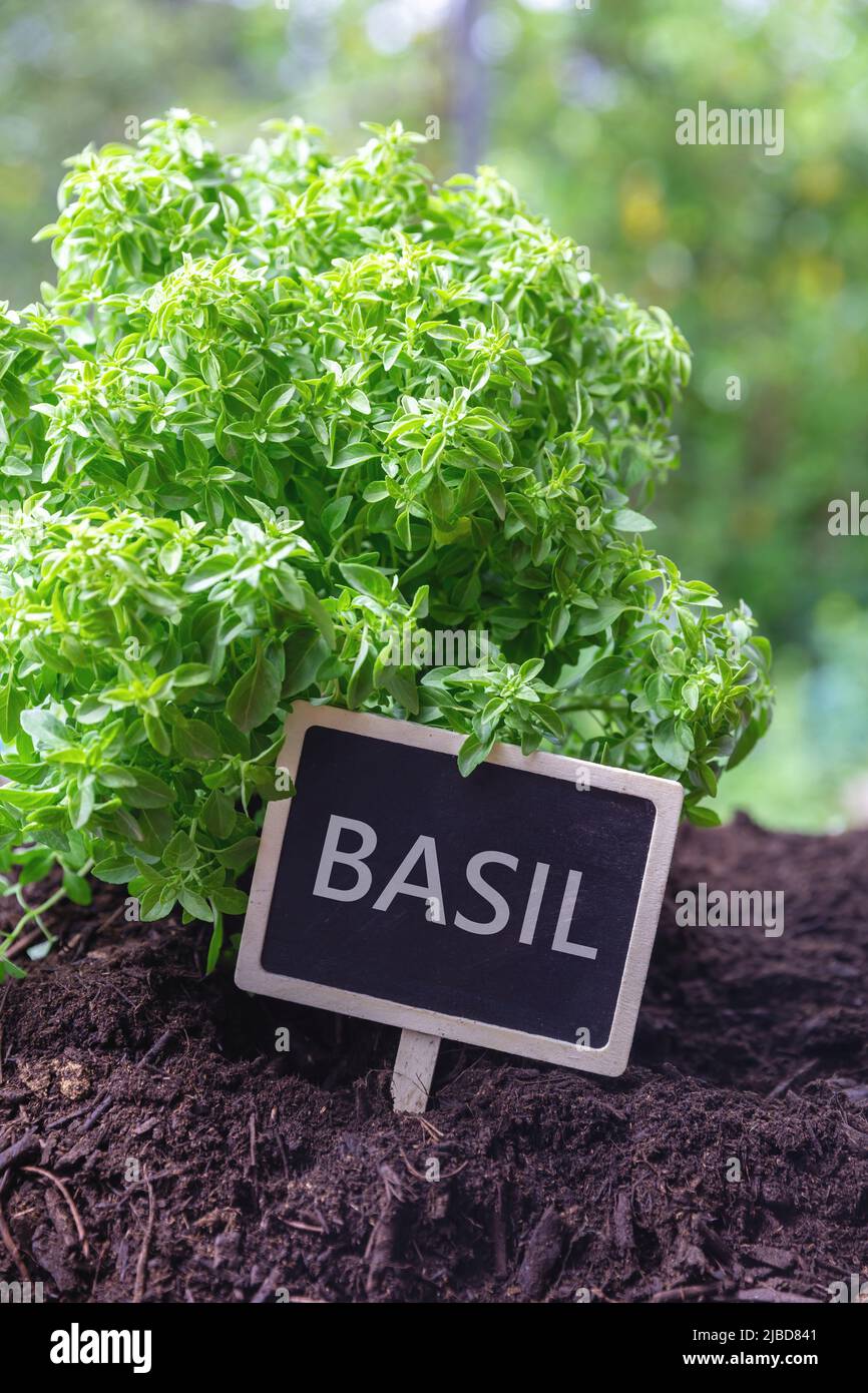 Basil culinary herb, aromatic and therapeutic plant and text label ...