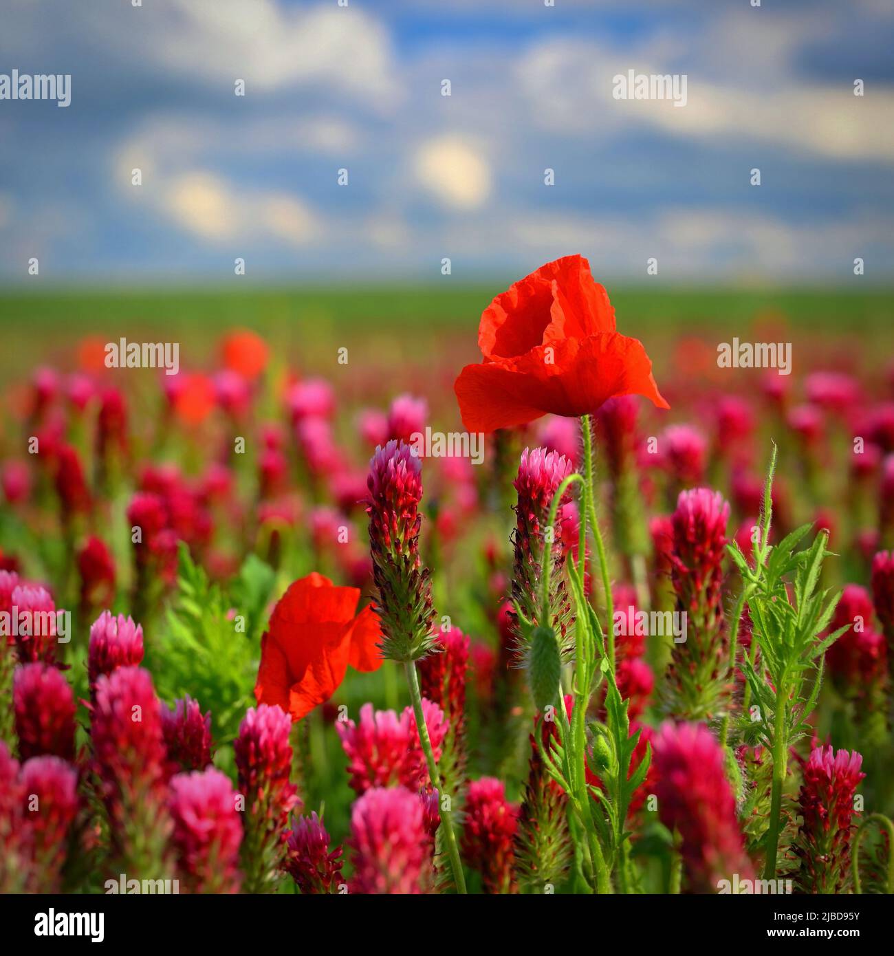 Summer nature - concept. Beautiful landscape with red poppy flowers and ...
