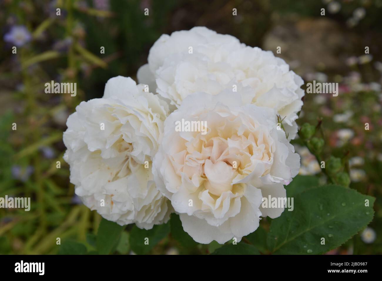Rosa Winchester Cathedral Stock Photo - Alamy
