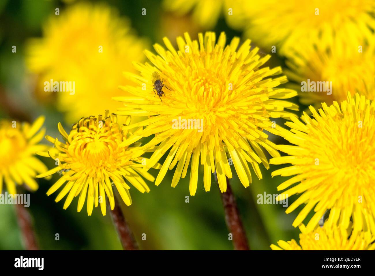 An insect lands on a dandelion bloom Stock Photo - Alamy