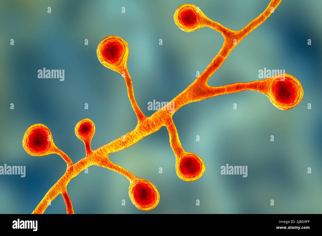 Blastomyces fungus, illustration Stock Photo - Alamy