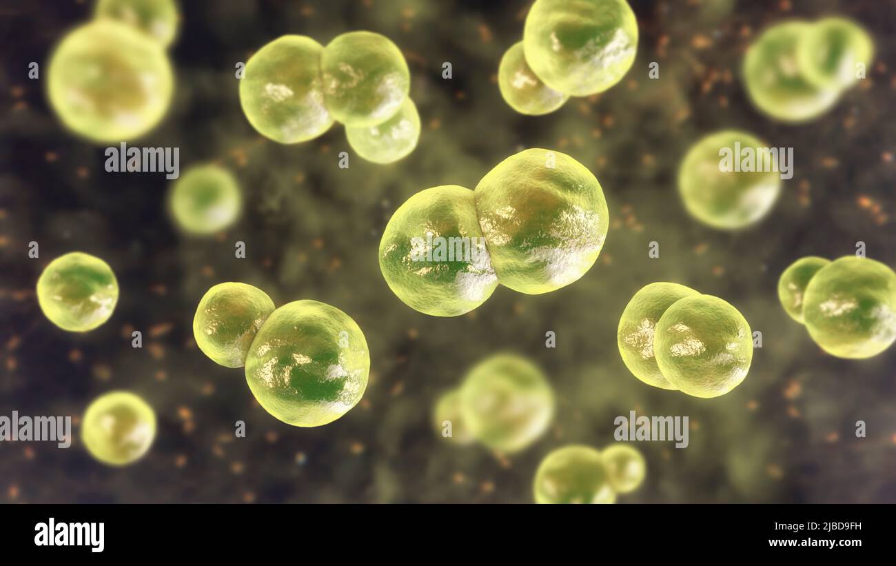 Blastomyces fungus, illustration Stock Photo - Alamy