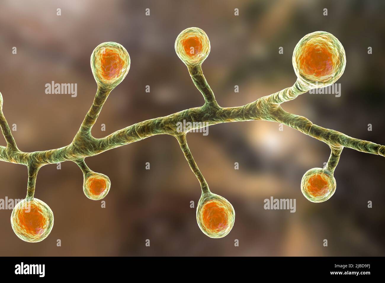 Blastomyces fungus, illustration Stock Photo - Alamy