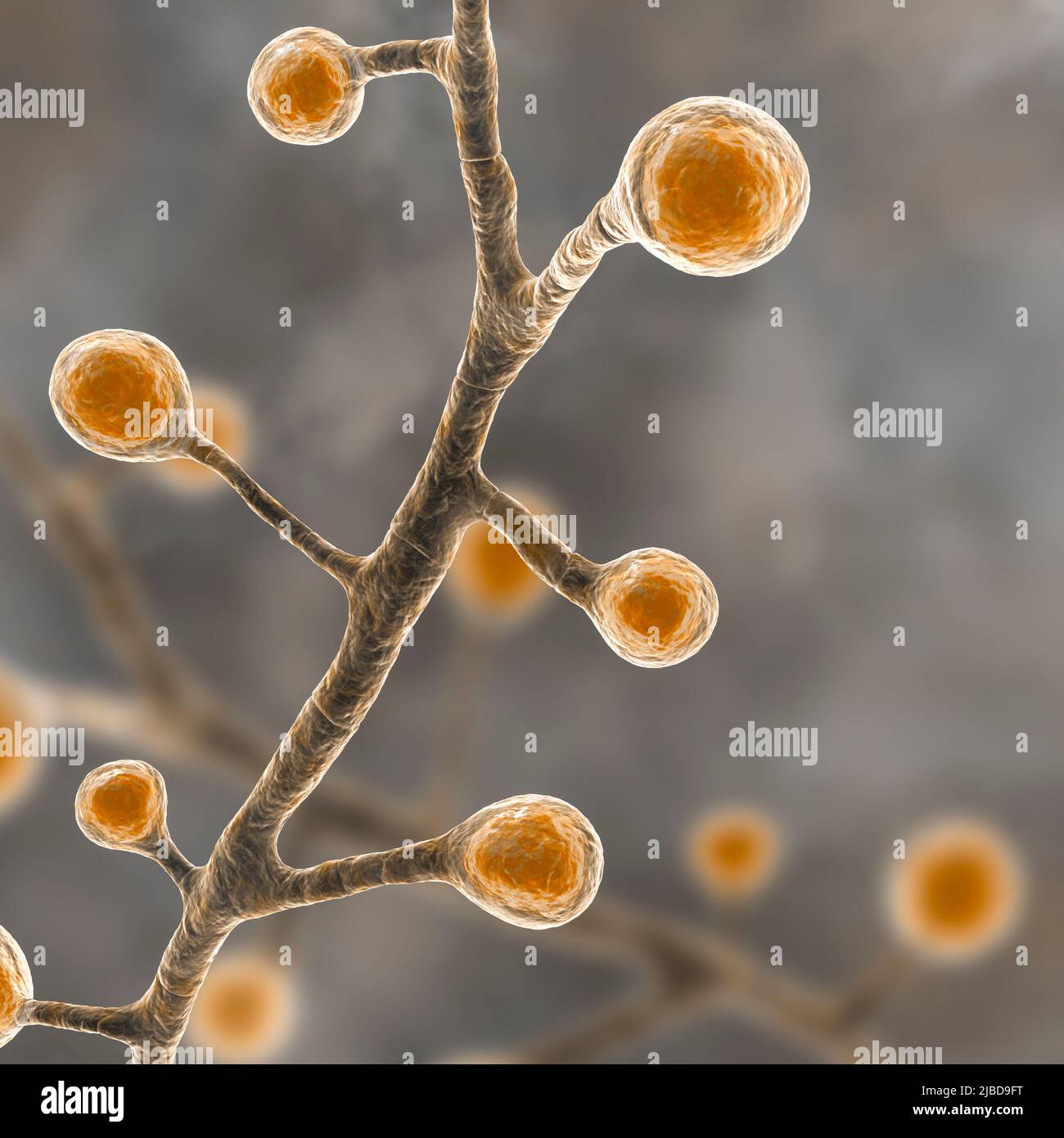 Blastomyces fungus, illustration Stock Photo - Alamy