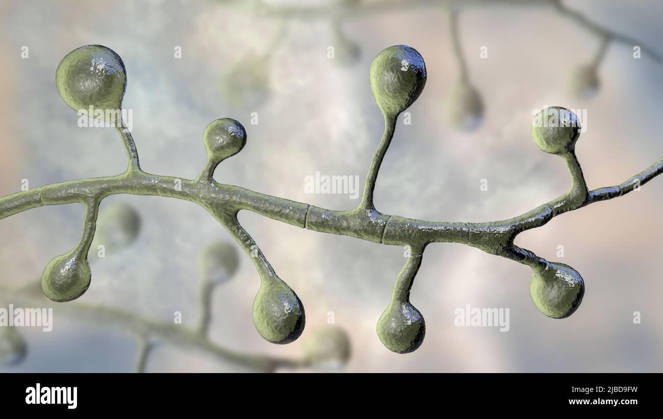 Blastomyces fungus, illustration Stock Photo - Alamy