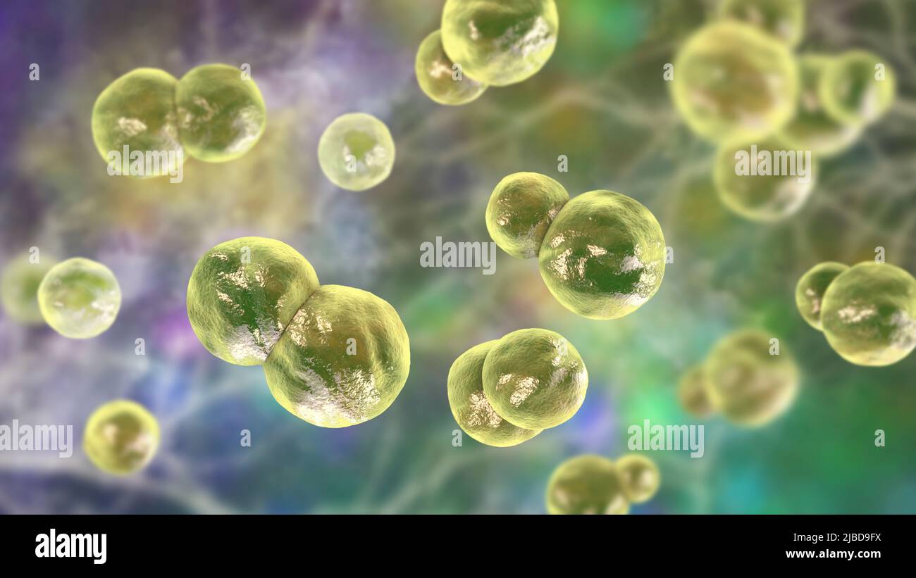 Blastomyces fungus, illustration Stock Photo - Alamy