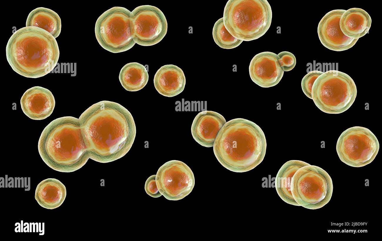 Blastomyces fungus, illustration Stock Photo - Alamy