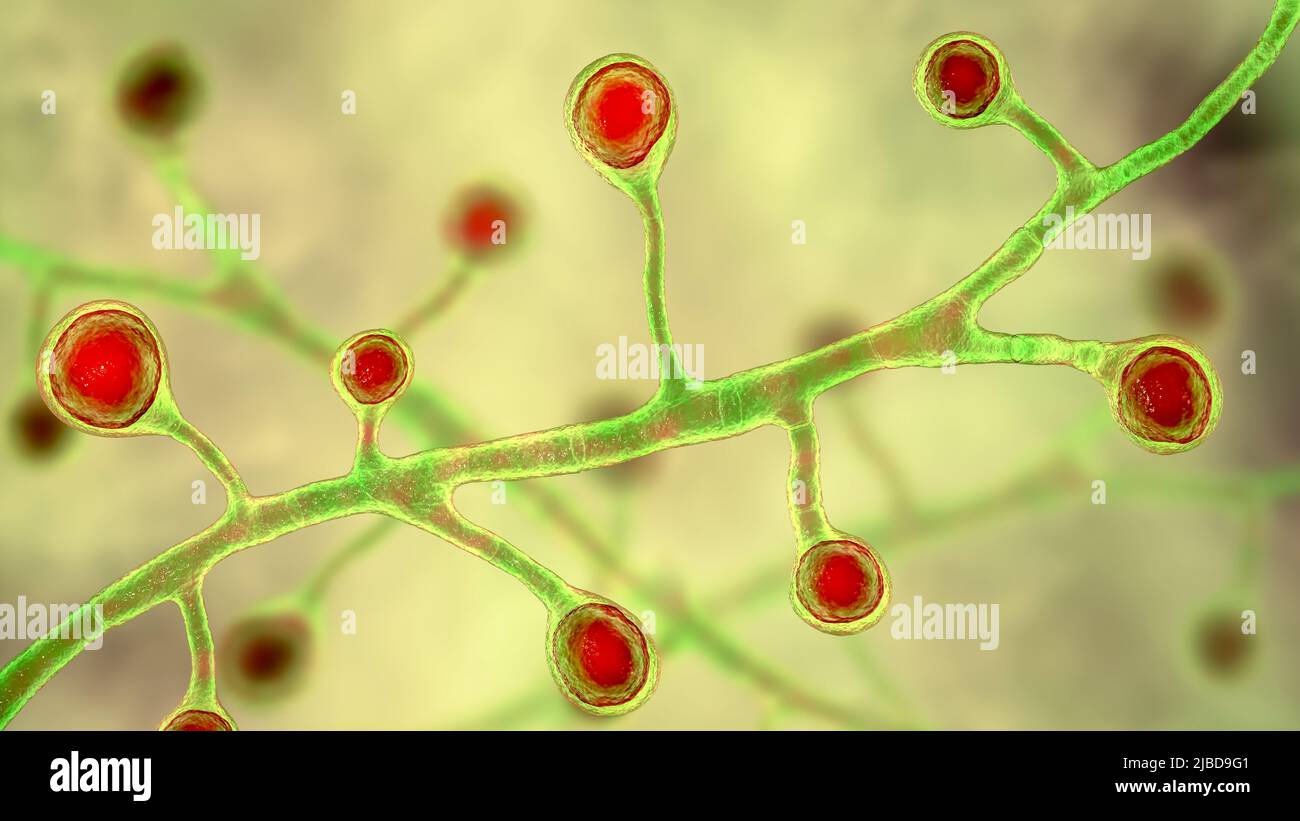 Blastomyces fungus, illustration Stock Photo - Alamy