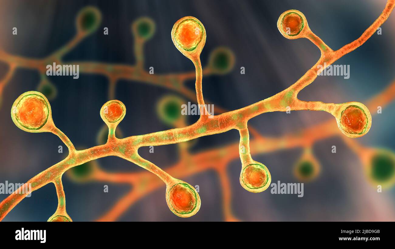 Blastomyces fungus, illustration Stock Photo - Alamy