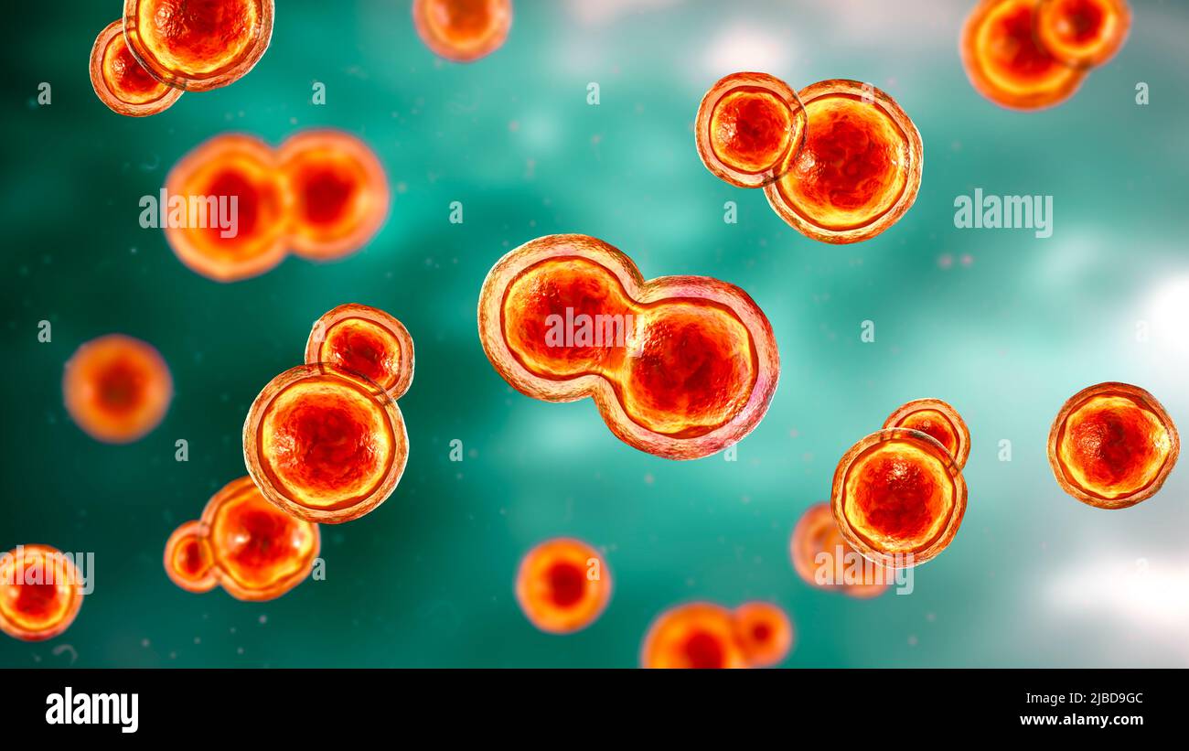 Blastomyces fungus, illustration Stock Photo - Alamy