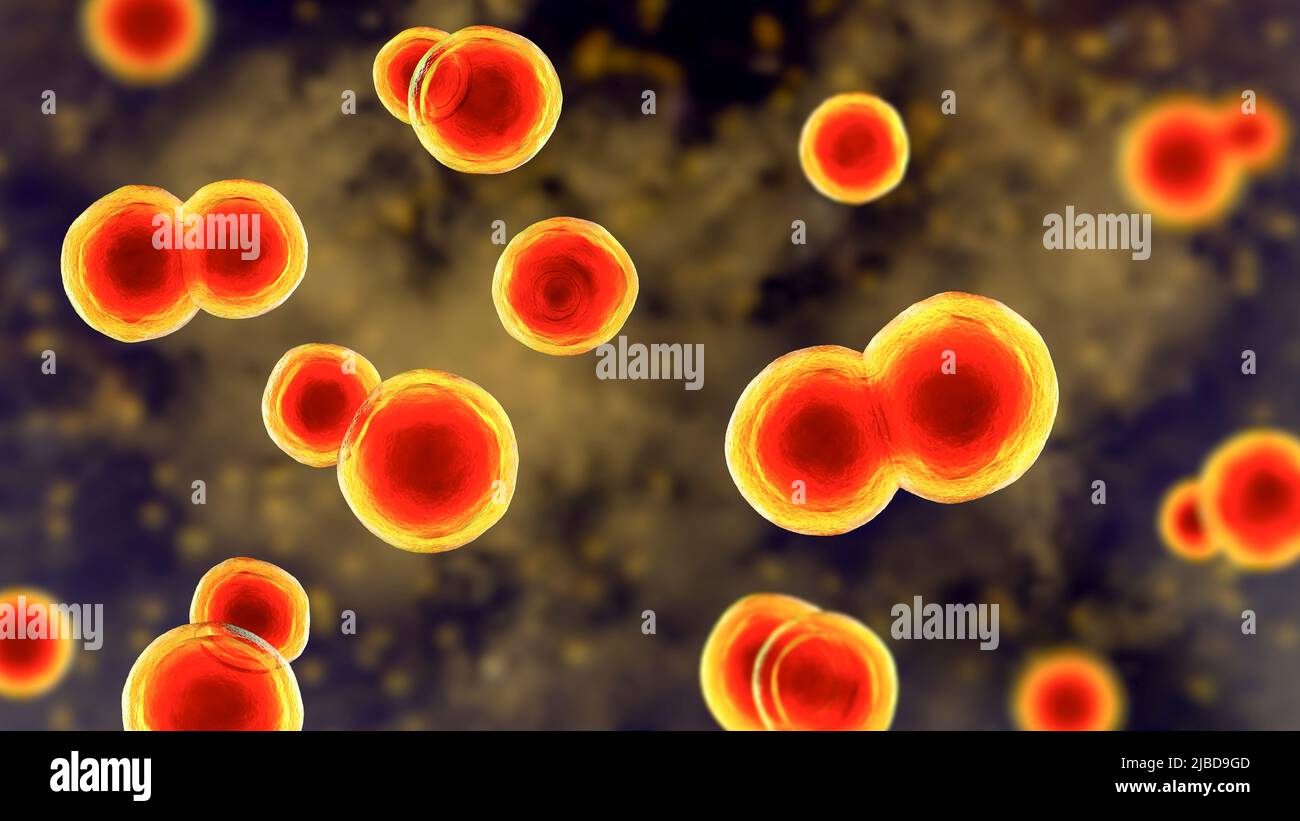 Blastomyces fungus, illustration Stock Photo - Alamy