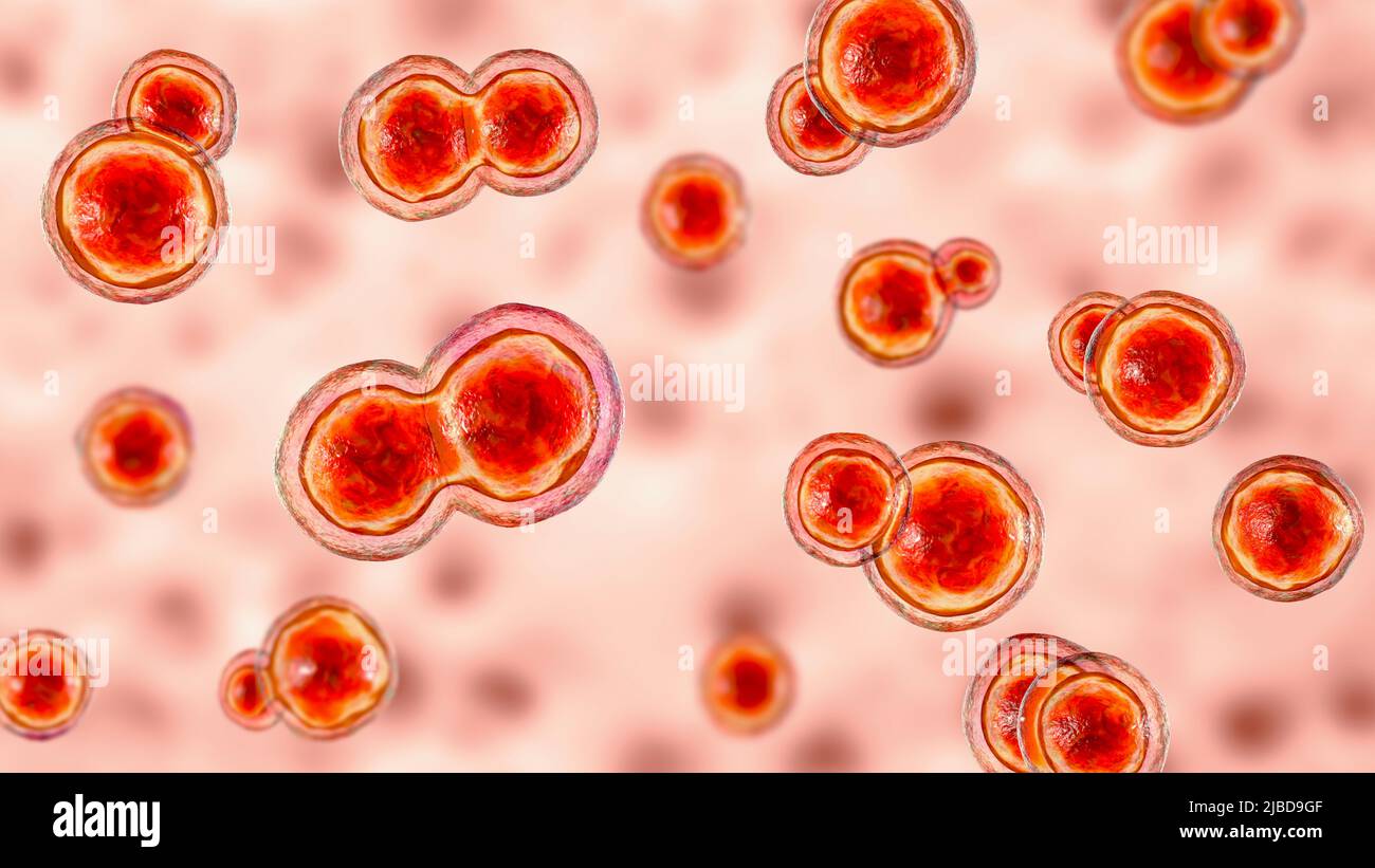 Blastomyces fungus, illustration Stock Photo - Alamy