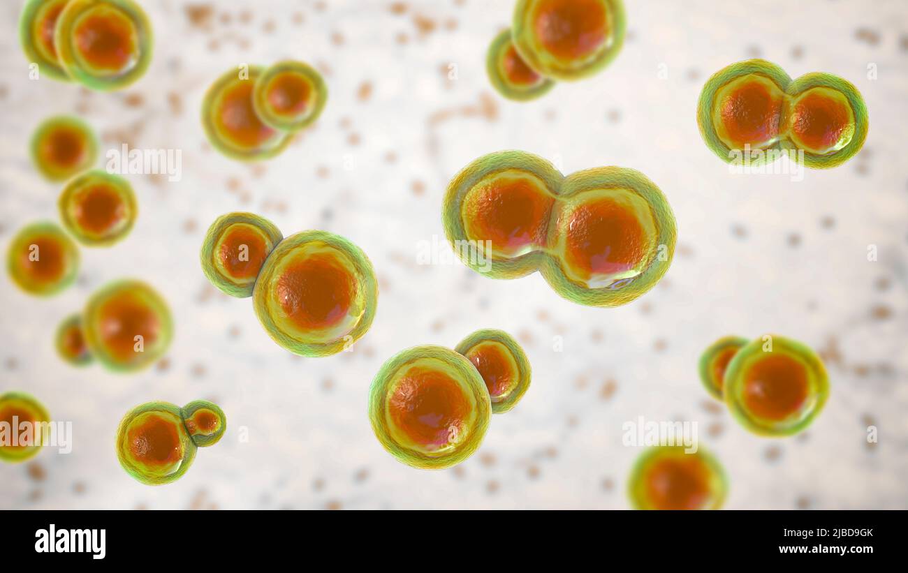 Blastomyces fungus, illustration Stock Photo - Alamy
