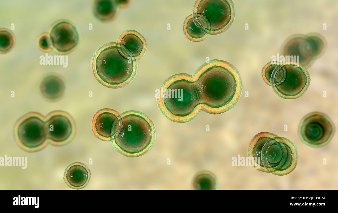 Blastomyces fungus, illustration Stock Photo - Alamy