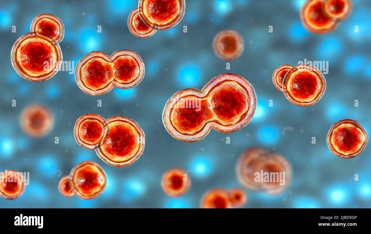 Blastomyces fungus, illustration Stock Photo - Alamy