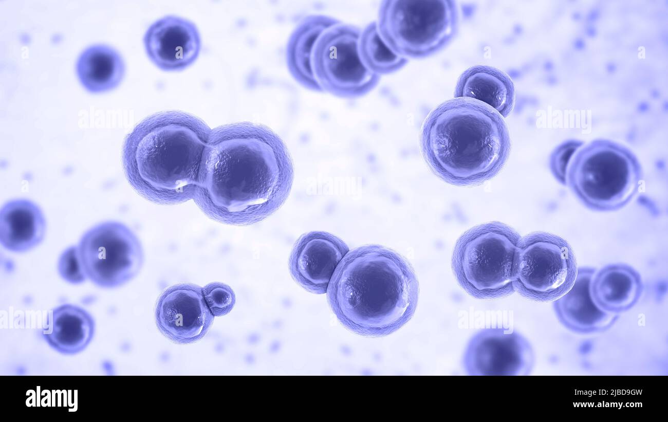 Blastomyces fungus, illustration Stock Photo - Alamy