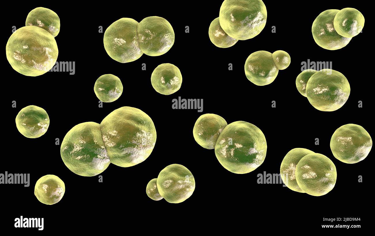 Blastomyces fungus, illustration Stock Photo - Alamy