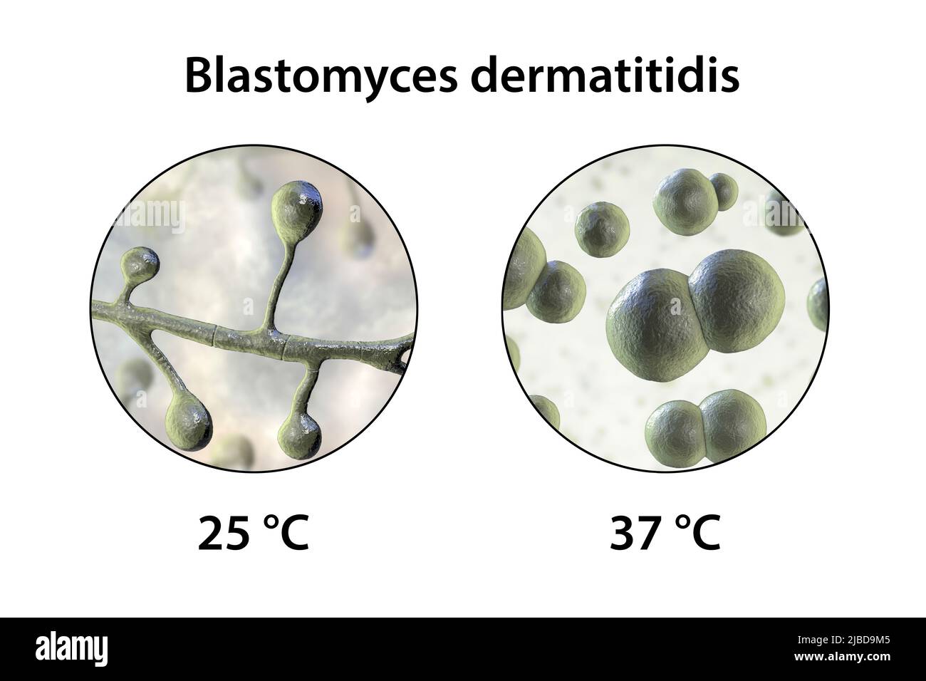 Blastomyces fungus, illustration Stock Photo - Alamy