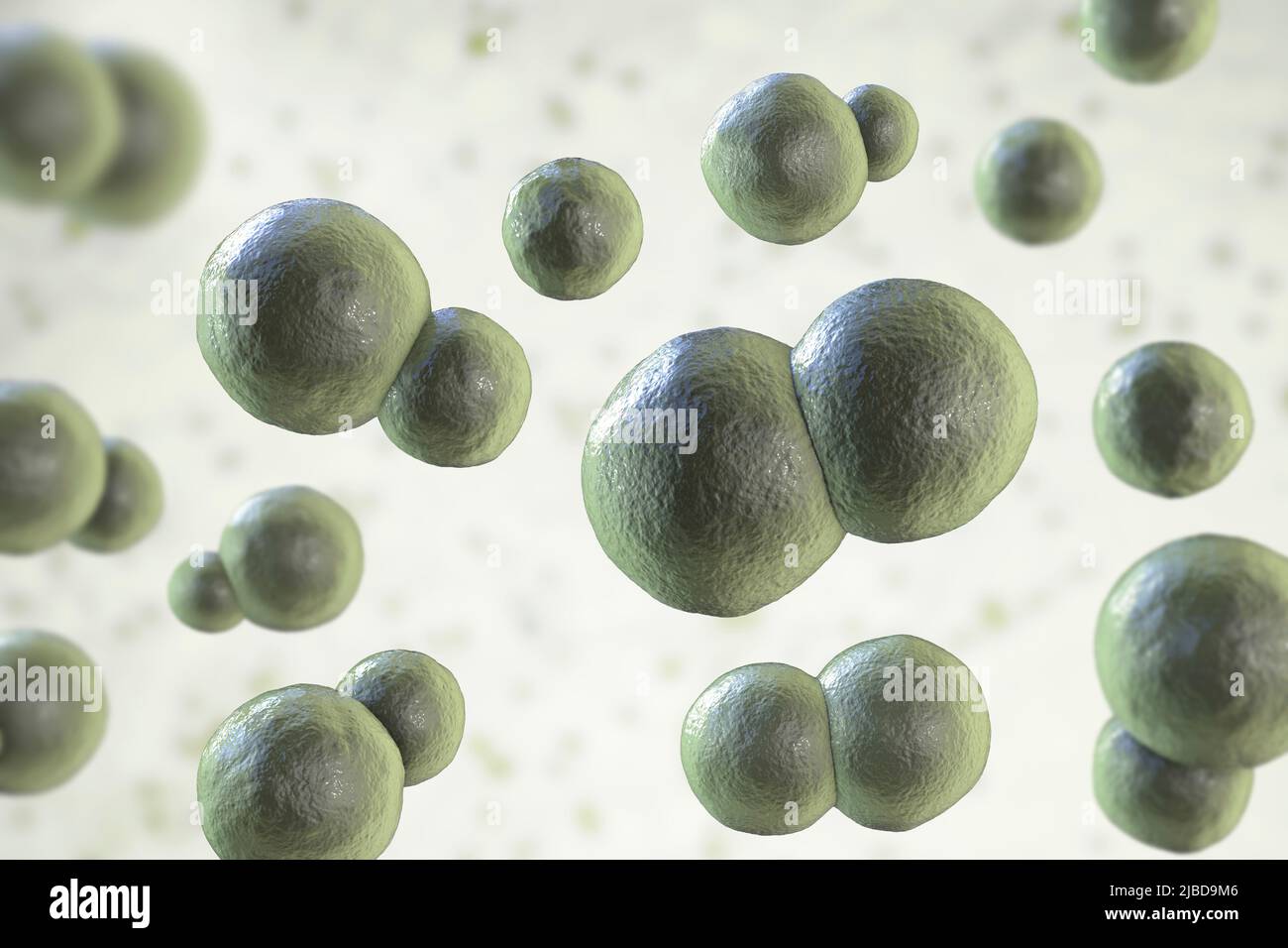 Blastomyces fungus, illustration Stock Photo - Alamy