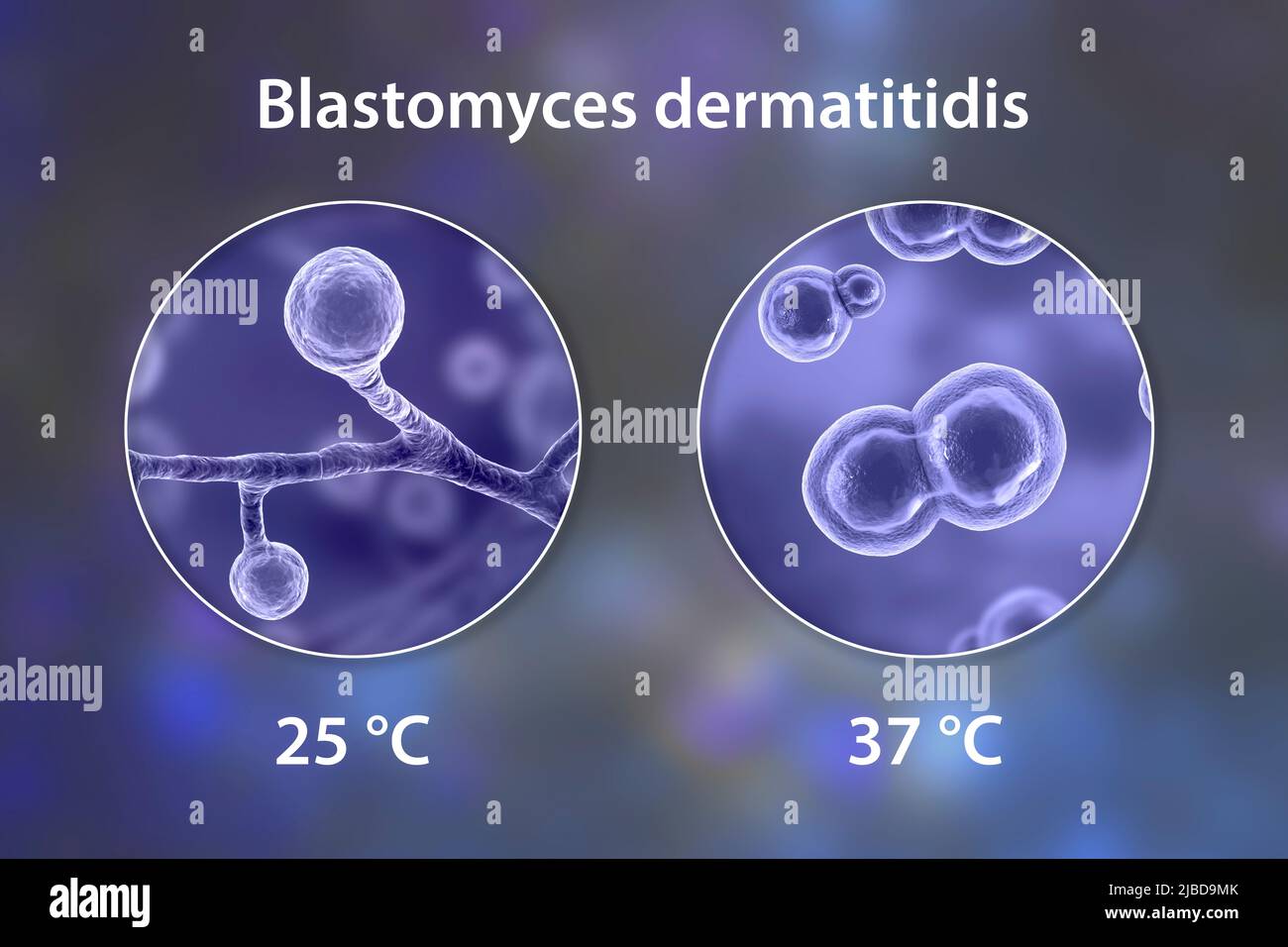 Blastomyces fungus, illustration Stock Photo - Alamy